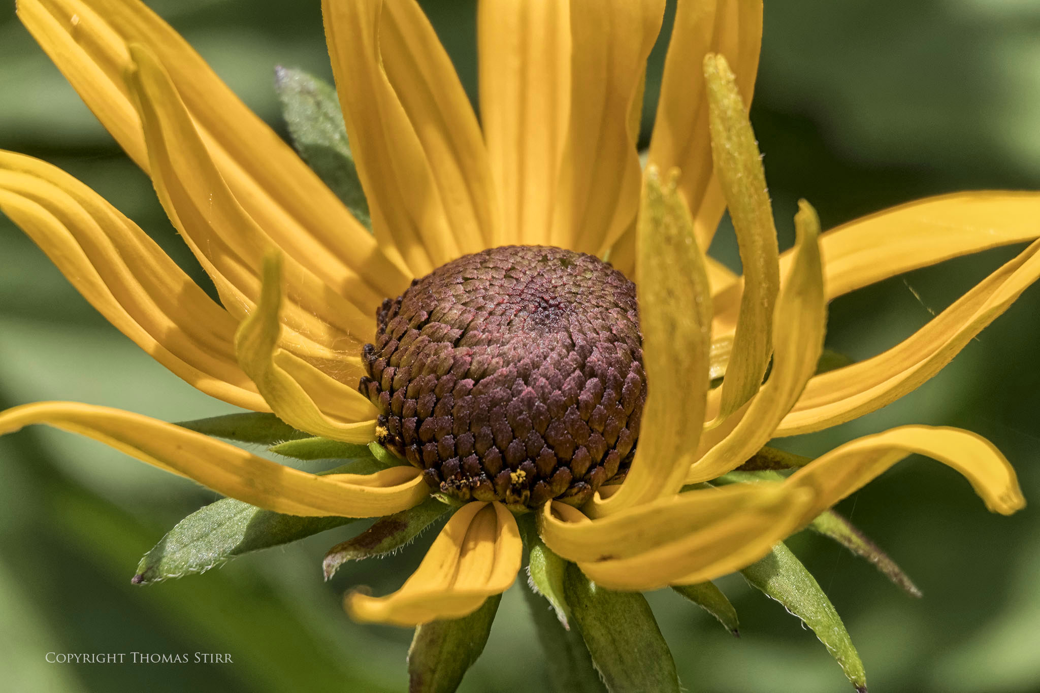 Nikon flower photography with FX and CX - Photographic Freedom by ...