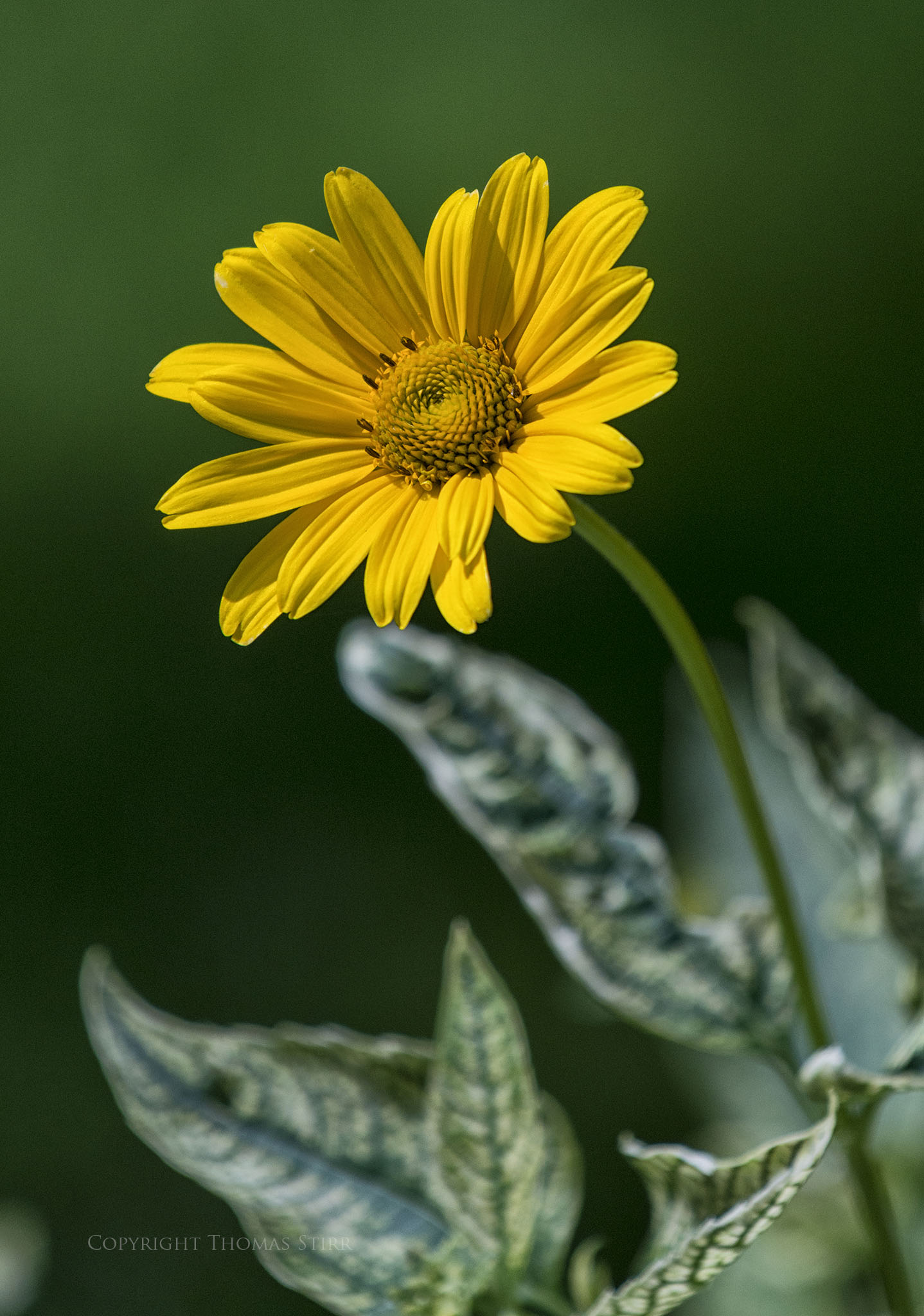 Nikon flower photography with FX and CX - Photographic Freedom by ...